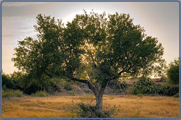 Εγκατάσταση Ελαιώνα | ΒΑΣΙΛΑΚΑΚΗΣ ΑΘΑΝΑΣΙΟΣ - Γεωπόνος ΑΠΘ