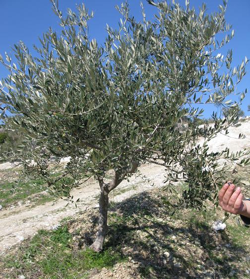 Η καλλιέγεια της Αγριελιάς | ΒΑΣΙΛΑΚΑΚΗΣ ΑΘΑΝΑΣΙΟΣ - Γεωπόνος ΑΠΘ