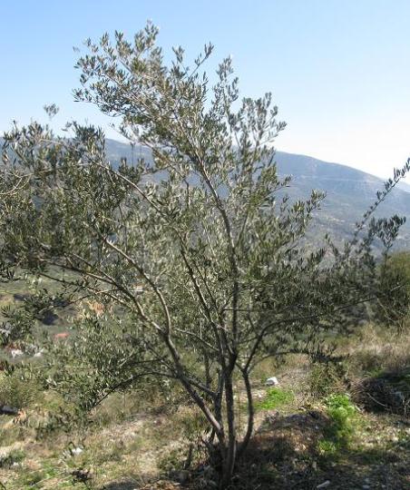 Η καλλιέγεια της Αγριελιάς | ΒΑΣΙΛΑΚΑΚΗΣ ΑΘΑΝΑΣΙΟΣ - Γεωπόνος ΑΠΘ