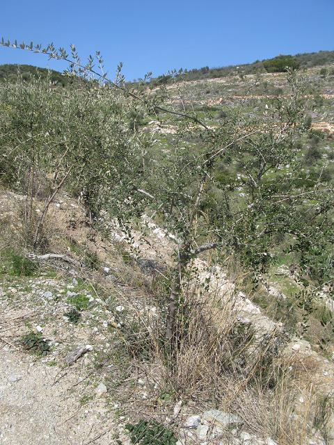 Η καλλιέγεια της Αγριελιάς | ΒΑΣΙΛΑΚΑΚΗΣ ΑΘΑΝΑΣΙΟΣ - Γεωπόνος ΑΠΘ